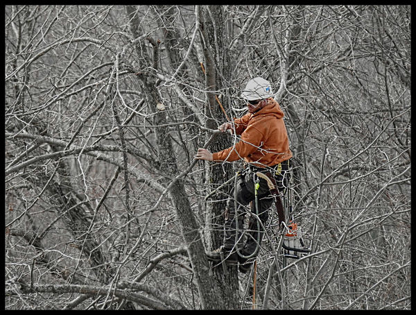 Power Line Clearing: The power company sends out a crew of tree experts ...