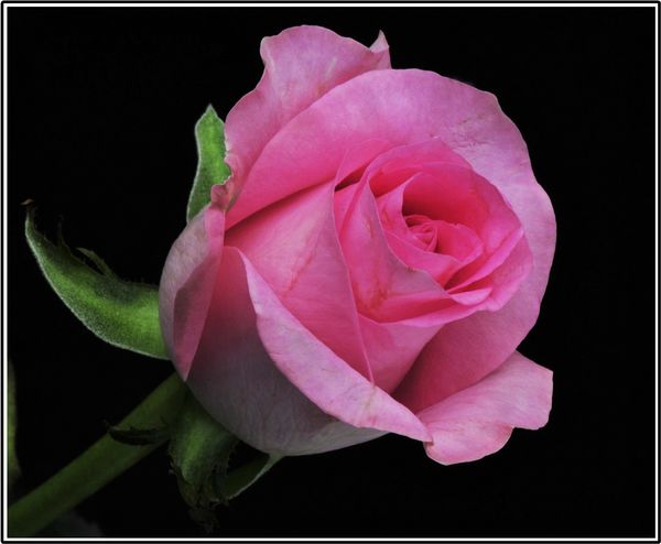 Four Roses: Now in the garden.