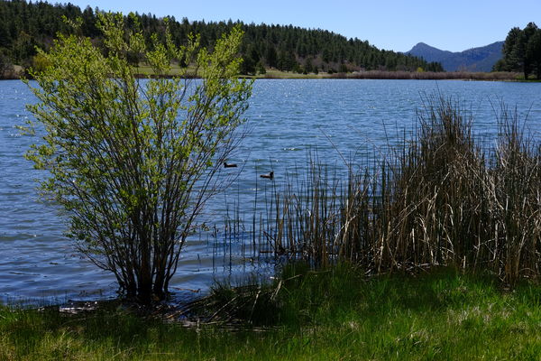 Collins Lake, New Mexico: Never knew this pretty little lake was there ...