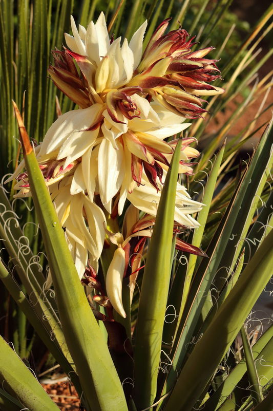 Flowering Yucca: Flowering Yucca, It’s that time of season again when ...