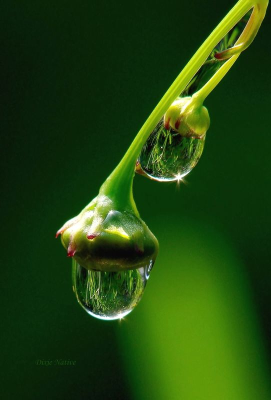 water worlds: Tickseed (Coreopsis sp.) buds with refractive glimpses of ...