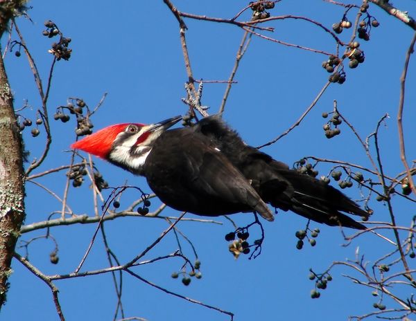 Cirque du Pileum Rouge.....Pileated Woodpecker: Male Pileated ...