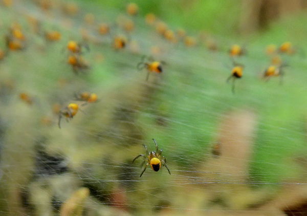 Spiderlings: Came across this strange scene on a walk out. These ...