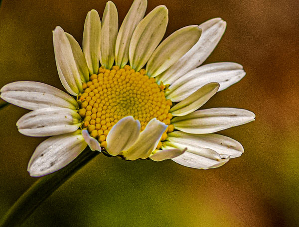 daisy micro in da sun: daisy micro in da sun...