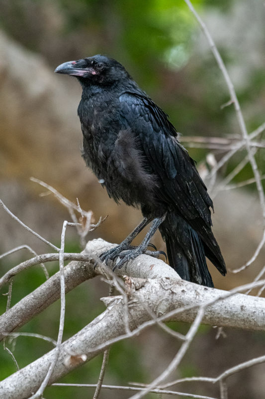 Oak Titmouse, Raven and Pea Fowl: I visited Irvine Regional Park in ...