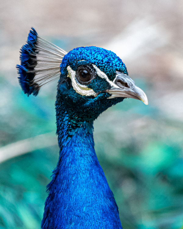 Oak Titmouse, Raven and Pea Fowl: I visited Irvine Regional Park in ...