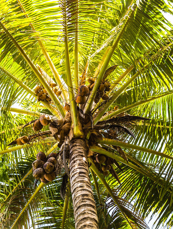 DownUnder - 4 - Cook Islands: Takitumu-Maire Nui Gardens - 1: A lovely ...