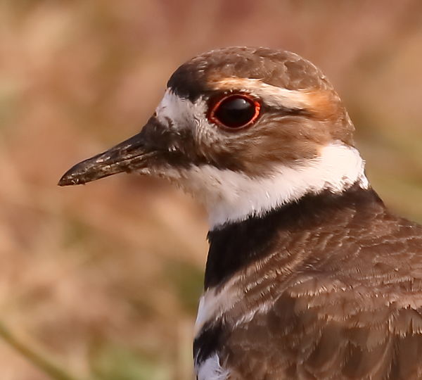 Killdeer reflections: Killdeer exhibit a clever "broken wing display ...