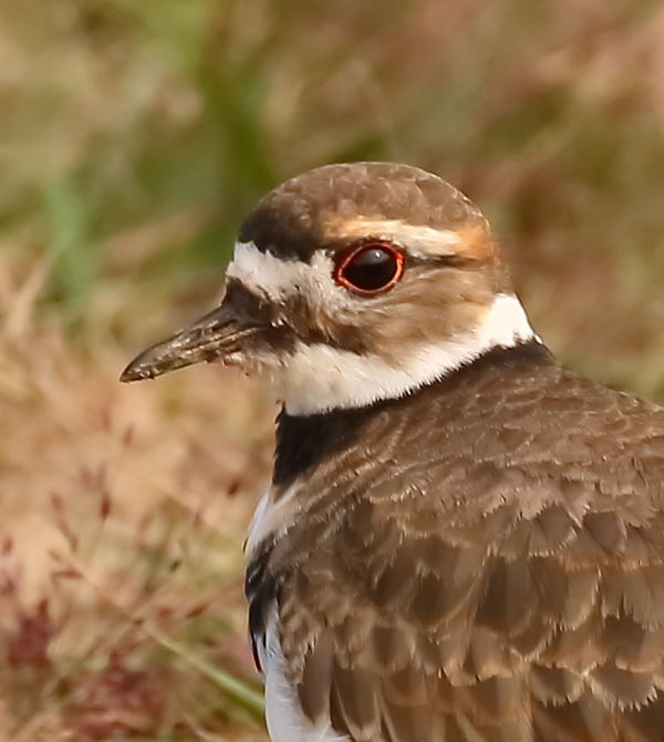 Killdeer reflections: Killdeer exhibit a clever "broken wing display ...