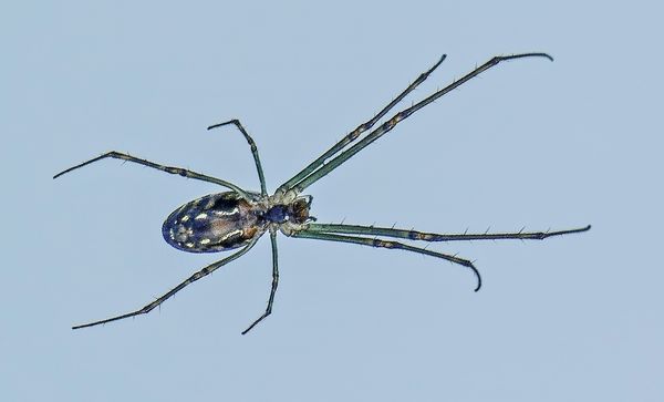 A teensy weensy spider: The body of this spider was only about 1/4 ...
