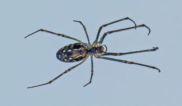 A teensy weensy spider: The body of this spider was only about 1/4 ...