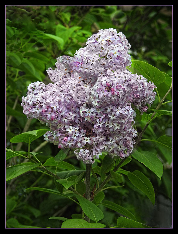 Lilacs: After waiting all the months of Winter the Lilac bushes reward ...