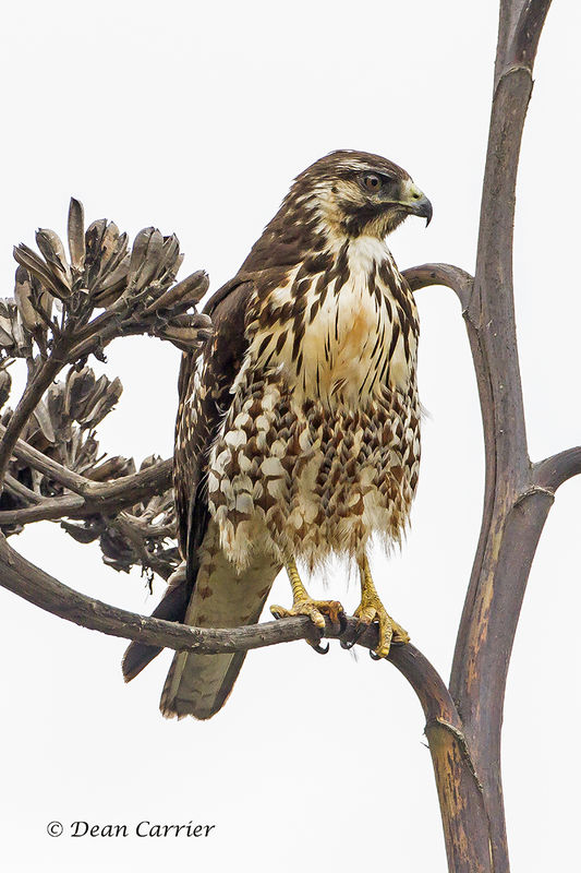 Some Central/South American raptors: More raptors from my files.