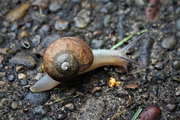 Nature's Design: Here is a single close up of a small snail with its ...