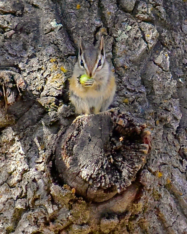 A Morning Snack: A Cliff Chipmunk (Neotamias dorsalis) enjoys a soupçon ...