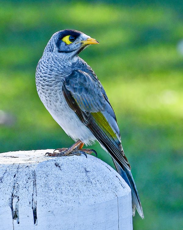 Noisy Miner birds: Noisy Miners (not to be confused with Indian Mynas ...