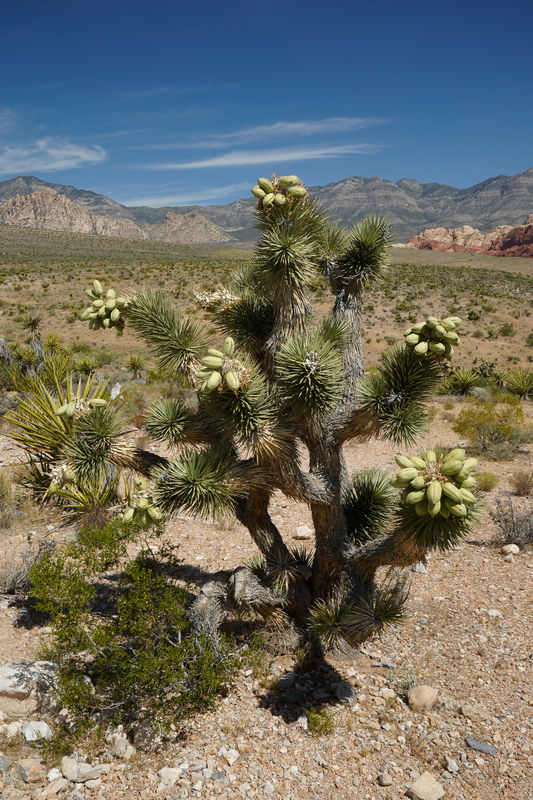 Things you see in the desert: Hiking in the desert can be hot dry and ...