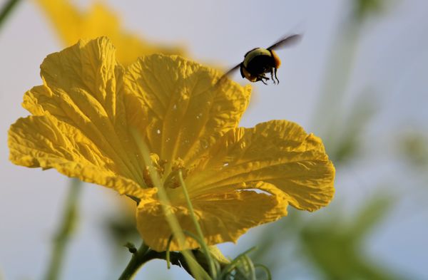 Pollination: Bee approaching Asian squash plant for pollination effort.