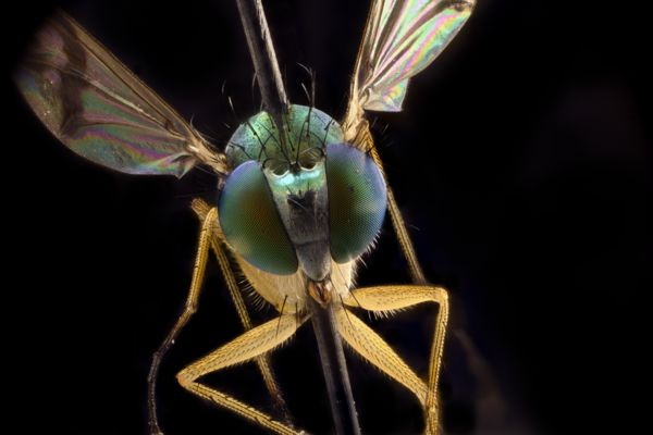 Long Legged Fly Focus Stacked: This is a Long Legged Fly that I came ...