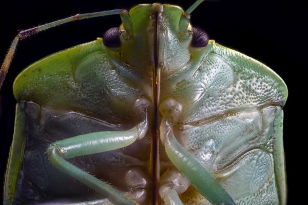 Stink Bug Proboscis: This is a focus stacked image of one of my ...