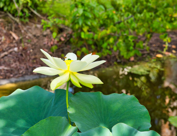 Local Lotus: With an abundance of water and swamps, Florida is blessed ...