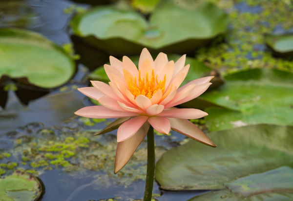 Local Lotus: With an abundance of water and swamps, Florida is blessed ...