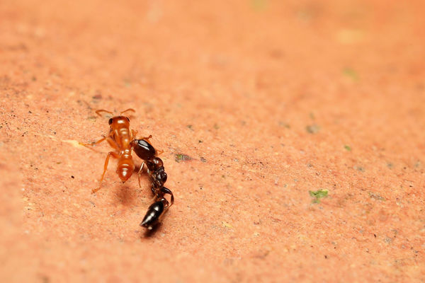 ant fight: i think the black one is dead and the other will have heat ...