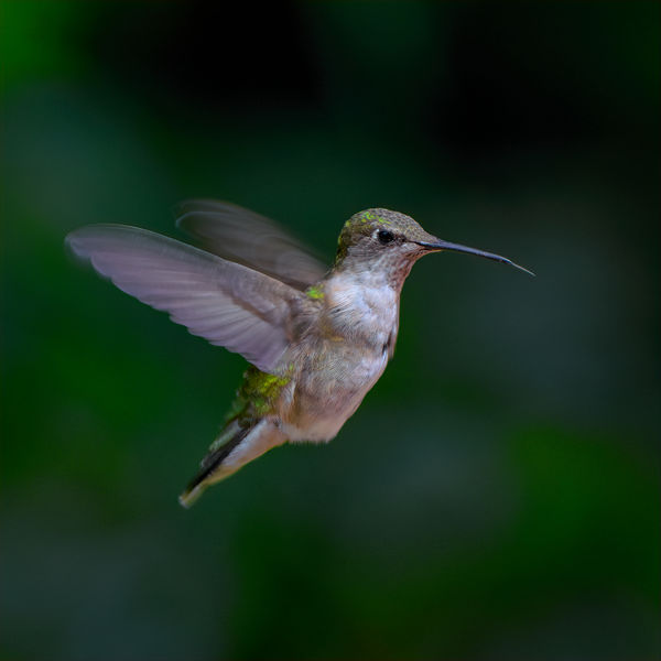 Female in flight: Ruby-throated Hummingbird.