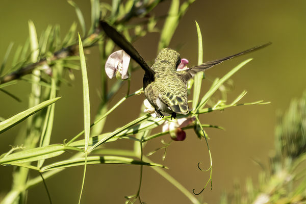 More Hummingbirds: This is from a session on September 6, 2019 about ...