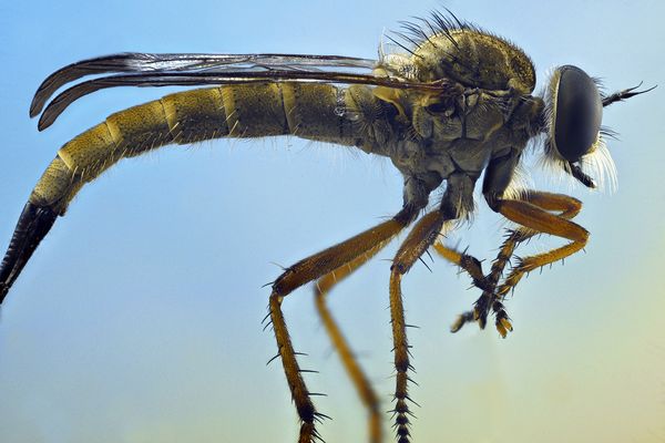 Focus Stacked Profile View Robber Fly: This is a profile view of the ...