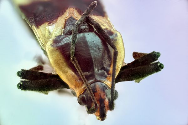 True Bug - Unknown: This is one of the insects that Bill had sent to me ...