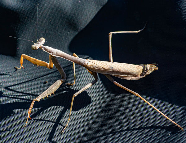 A Mantis: Spotted it on one of my vines and then it hopped onto the ...