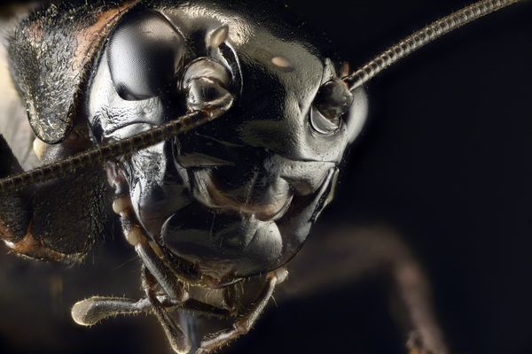 Black Cricket Face: This is a focus stacked image of a black cricket ...
