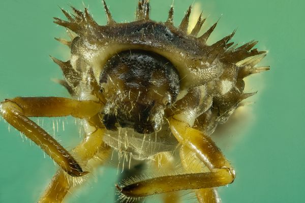 Focus Stacked Ladybug Nymph: This is my preserved Ladybug Nymph. It's ...