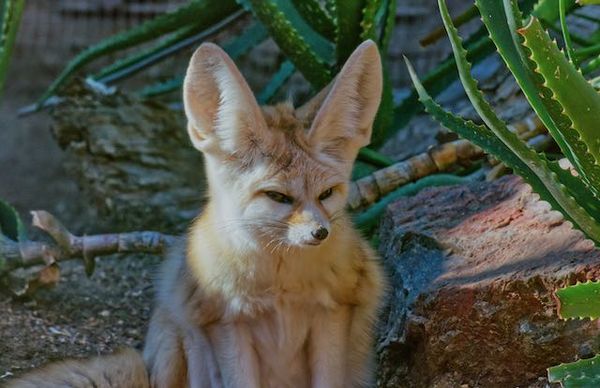 A few photos from the Phoenix Zoo: Photos from a Phoenix Zoo volunteer.