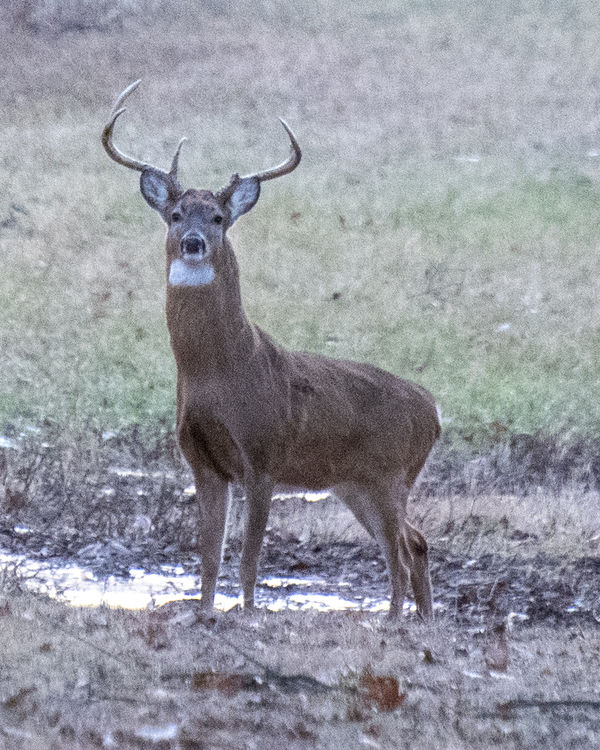 Suburban Deer Hunt: Power lines, petroleum lines, corporate campuses ...