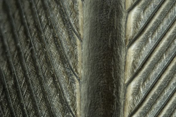 Magnified Focus Stacked Image of a Dove Feather: While my camera is ...