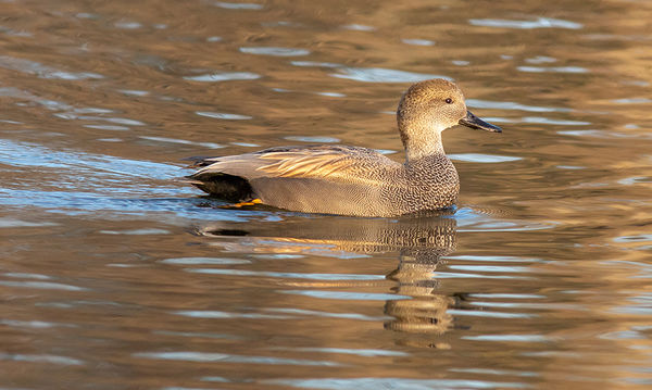 Water Fowls in Maryland: These are the photos of migratory and local ...