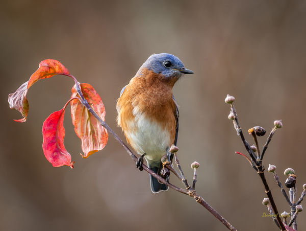 Fall Bluebird Shot: One of my favorite Bluebird shots this fall. I ...