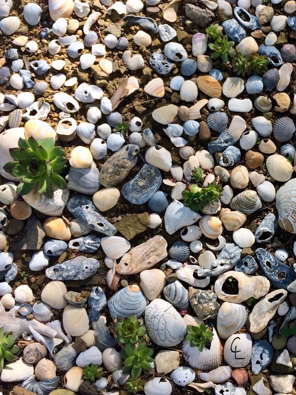 Seashells: Captured my good friends landscape project in his front yard ...