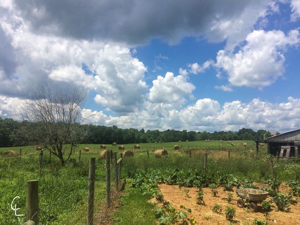 Landscapes: Few more landscape shots on State Route 555 Ohio.