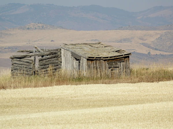 Little Log Cabin On The Prairie: Almost forgotten in the wheat stubble.