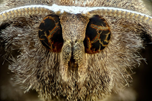 Moth: This is one of the moths in my collection. They are quite fragile ...