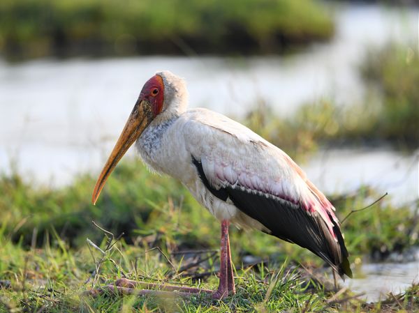Yellow-billed Stork: This photograph of the yellow-bill stork was taken ...
