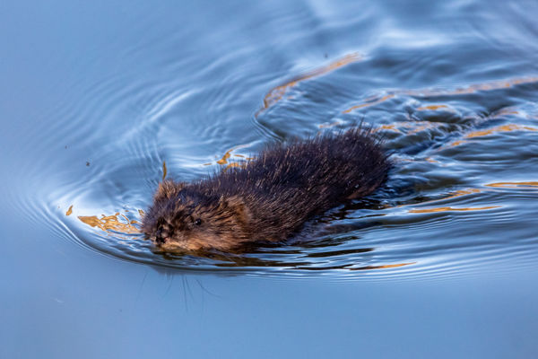 Muskrats...Those soft furry little beasties: One of Oregon's native ...