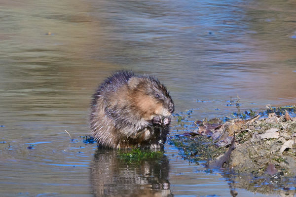 Muskrats...Those soft furry little beasties: One of Oregon's native ...