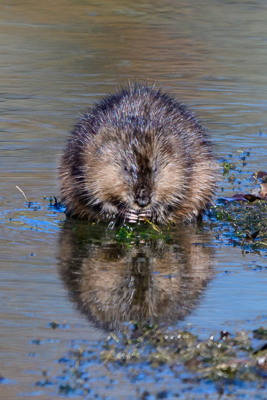 Muskrats...Those soft furry little beasties: One of Oregon's native ...