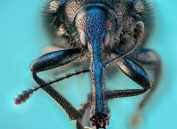 Focus Stacked Image Looking At You: This is my preserved Black Straight ...
