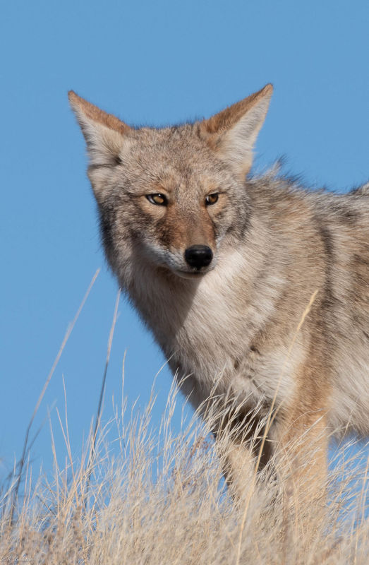 Badlands Coyotes: These are several shots of coyotes taken in the last ...