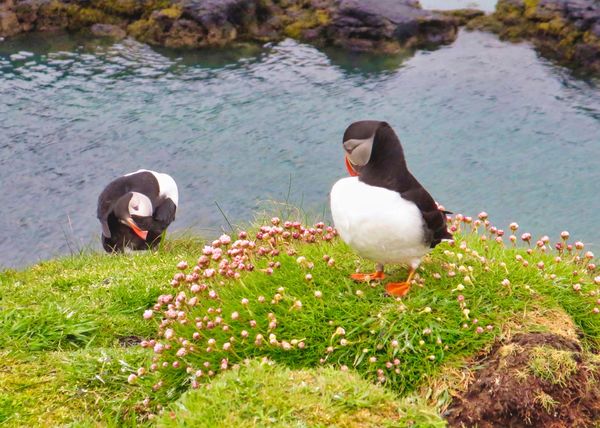 Puffins on Isle of Lunga, Scotland: When I saw the Puffin photos today ...